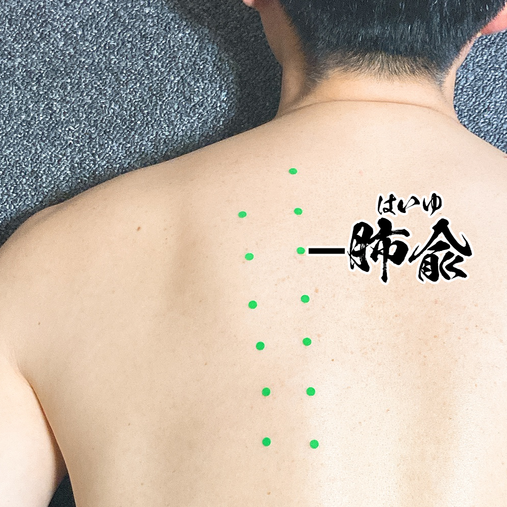 肺兪(はいゆ)[BL13] - TSUBOLAB® [ ツボラボ® ]