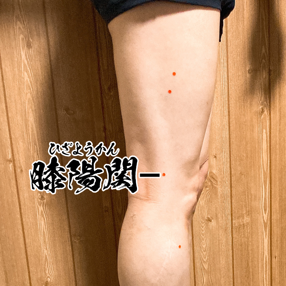 膝陽関(ひざようかん)[GB33] - TSUBOLAB® [ ツボラボ® ]