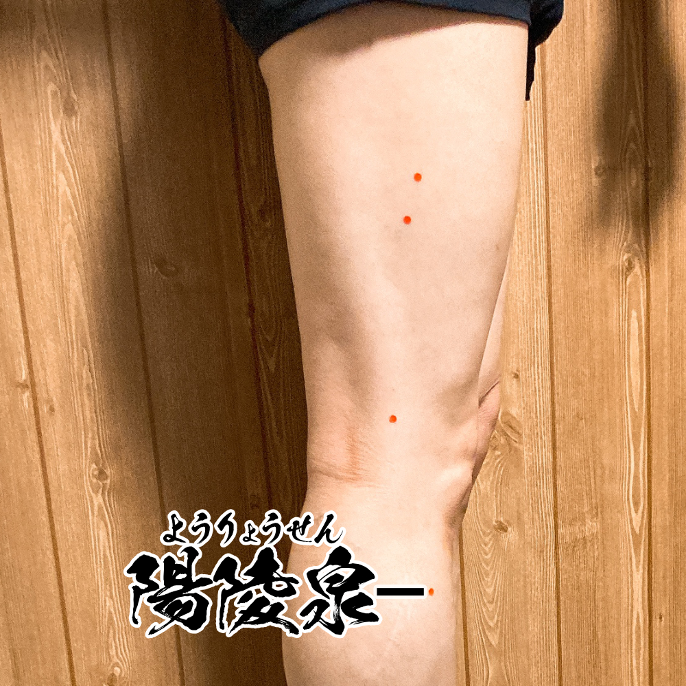 陽陵泉 - tsubolab